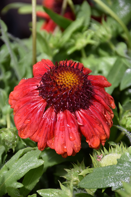 Mesa Red Blanket Flower (Gaillardia x grandiflora 'Mesa Red') in ...