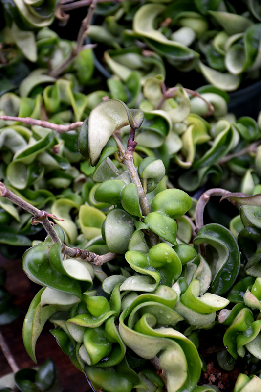 Hindu Rope Plant (Hoya carnosa 'Compacta') in Welland St. Catherines Ft ...